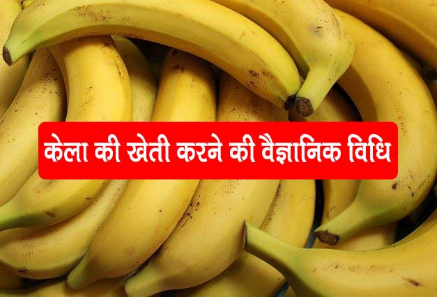 Kela ki Kheti : केला की वैज्ञानिक खेती - Deepak Gyan Utkarsh